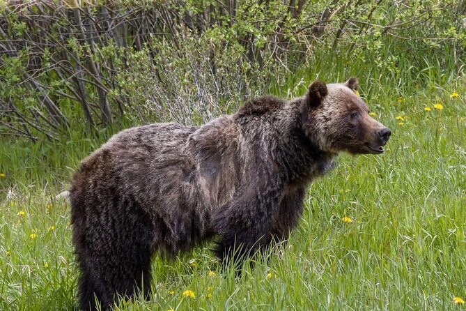 Banff and Yoho Rocky Mountain Discovery Day Tour - Authentic Traveler Feedback