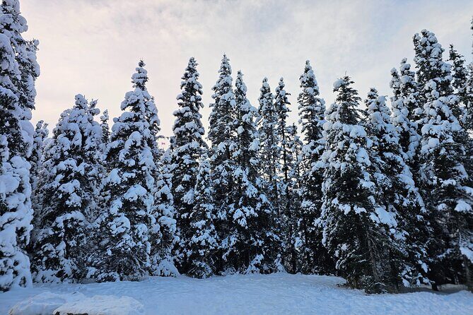 Banff and Yoho Winter Wonderland Private Tour - Who Should Book This Tour?