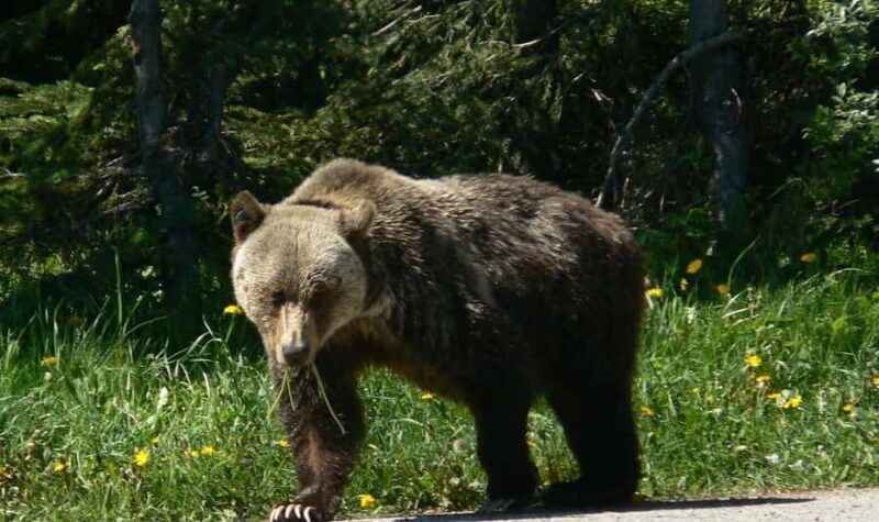 Banff Canmore: Bear Country Wildlife Focused Guided Hikes - An In-Depth Look at the Wildlife-Focused Guided Hike