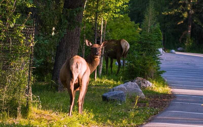 Banff/Canmore/Calgary: Moraine Lake and Lake Louise Guided - Who Should Consider This Tour?