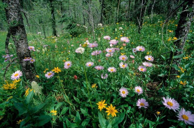 Banff: Edible and Medicinal Plants Nature Walk - Why This Tour Is a Great Choice