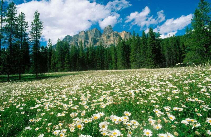 Banff: Edible and Medicinal Plants Nature Walk - Frequently Asked Questions