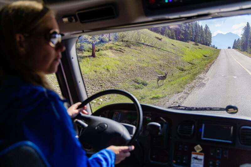 Banff: Evening Wildlife Safari Guided Tour - Final Thoughts: Who Will Enjoy This Tour?