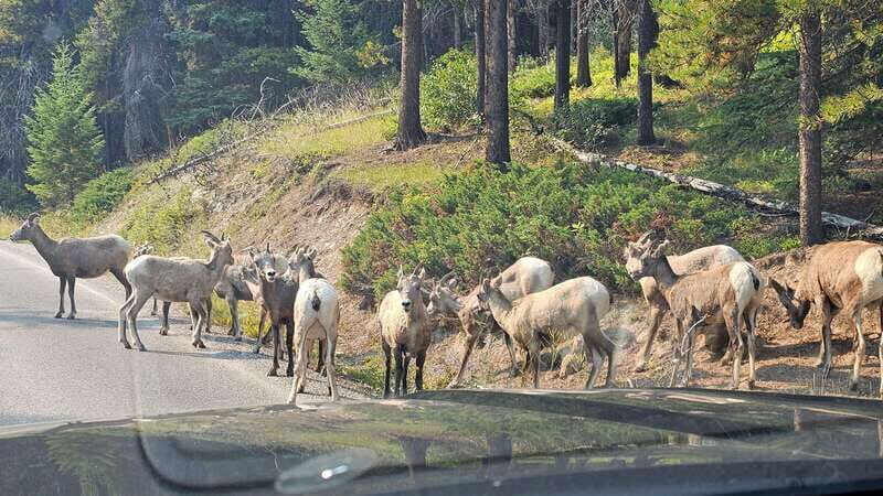 Banff: Evening Wildlife Safari Guided Tour - Frequently Asked Questions