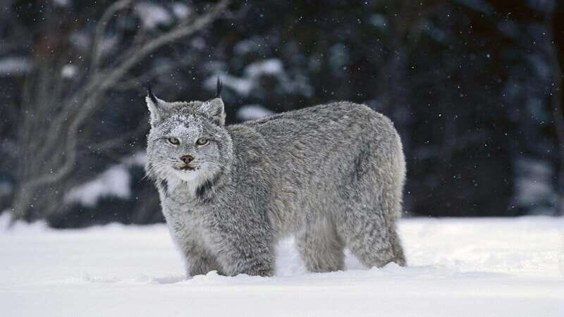 Banff: Explore Winter Nature Walk - Ice Cleats Included 2H - The Itinerary: A Closer Look