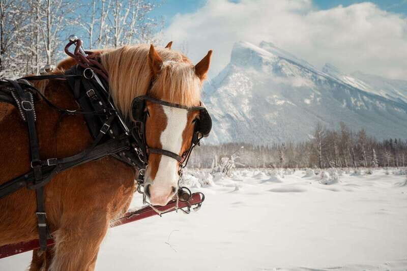 Banff: Family Friendly Horse-Drawn Sleigh Ride - The Sum Up