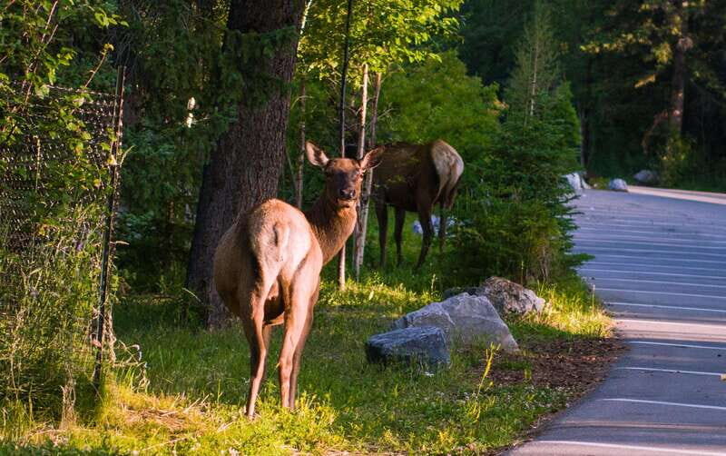 Banff: Guided Day Trip with Hotel Pickup and Drop-off - Frequently Asked Questions