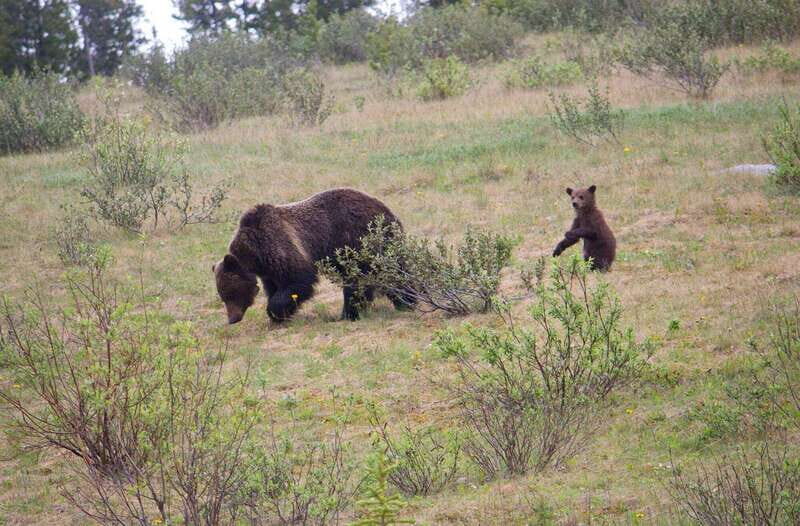 Banff: Guided Nature Walk with Bear Country Safety Tips - Key Points