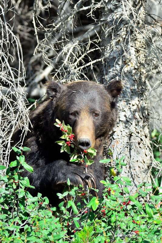 Banff: Guided Nature Walk with Bear Country Safety Tips - Analyzing the Tour’s Value