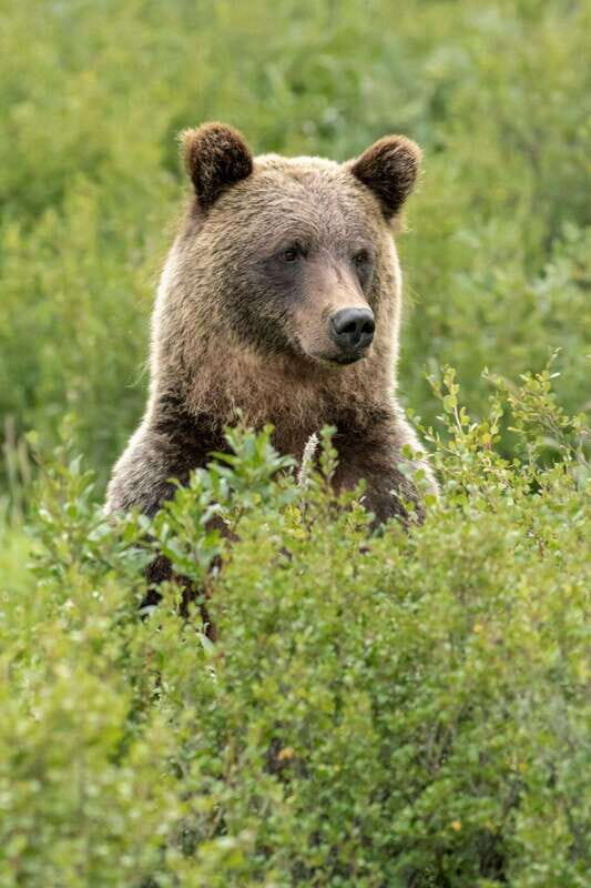Banff: Guided Nature Walk with Bear Country Safety Tips - What the Reviews Say