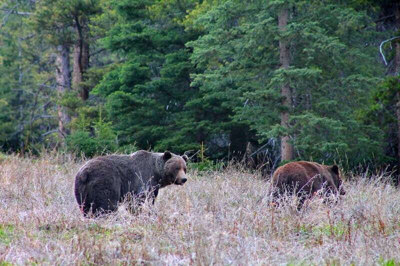 Banff: Guided Nature Walk with Bear Country Safety Tips - Who Should Consider This Tour?