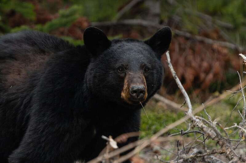 Banff: Guided Nature Walk with Bear Country Safety Tips - Final Thoughts