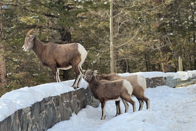 Banff Highlights: Moraine Lake, Lake Louise and beyond - Authentic Experiences & Hidden Gems