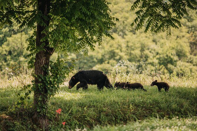 Banff Highlights & Wildlife | Award-Winning Small Group Adventure - An In-Depth Look at the Tour Experience
