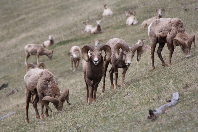 Banff Highlights & Wildlife | Award-Winning Small Group Adventure - The Sum Up