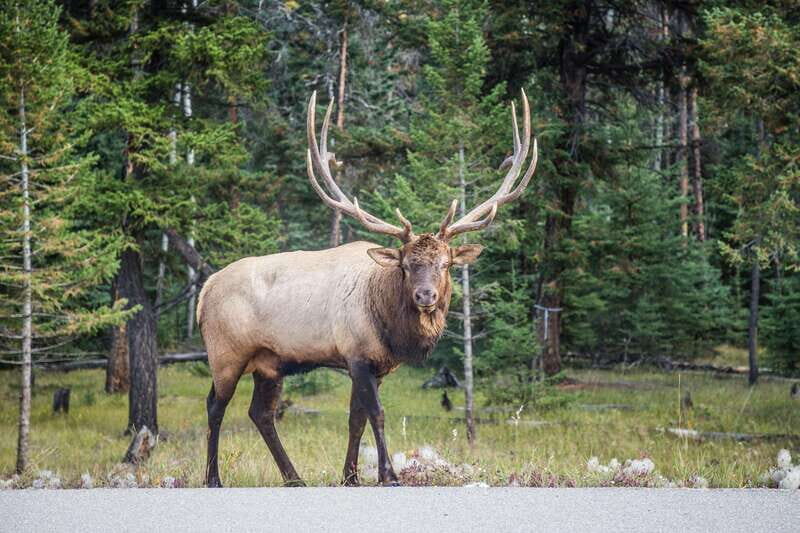Banff: Journey to the Heart of the Canadian Rockies (2 Days) - FAQ