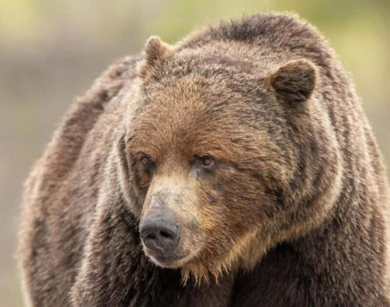 Banff: Lake Louise and Moraine Lake Tour with Pickup & Drop - A Detailed Look at the Tour Experience