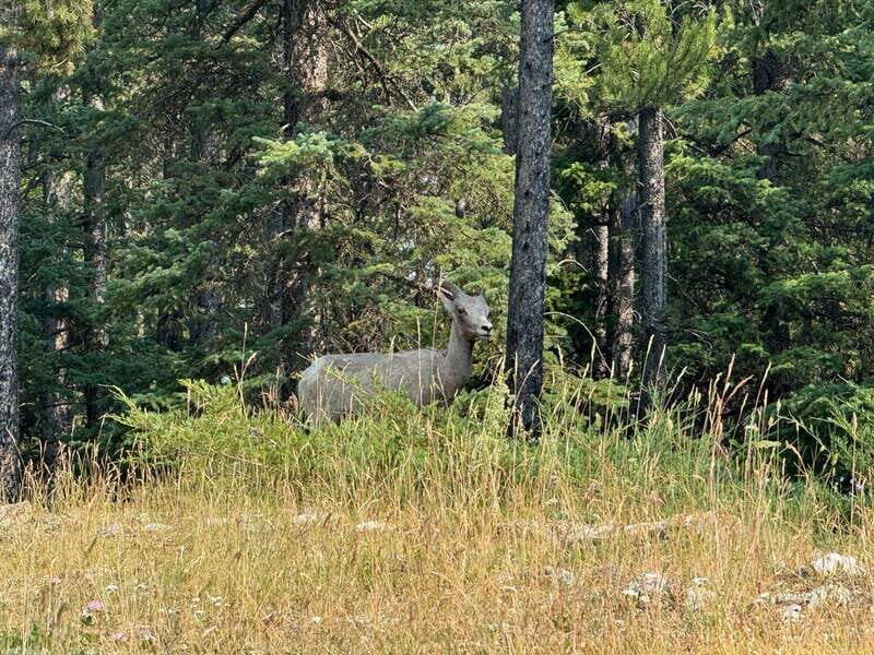 Banff: Lake Louise, Moraine, Emerald Lake & Johnston Canyon - Key Points