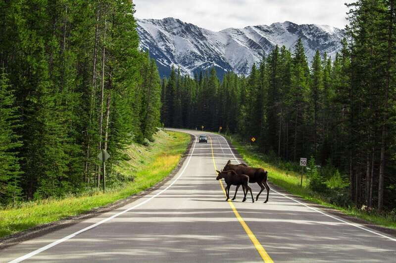 Banff National Park PRIVATE SAFARI and Nature Walk - 3.5H - Discover the Magic of Banff with a Private Safari and Nature Walk