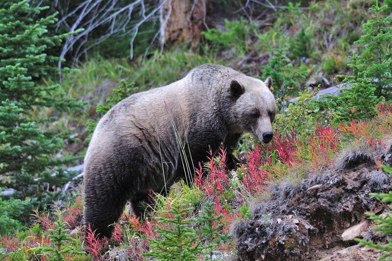 Banff National Park PRIVATE SAFARI and Nature Walk - 3.5H - Key Points