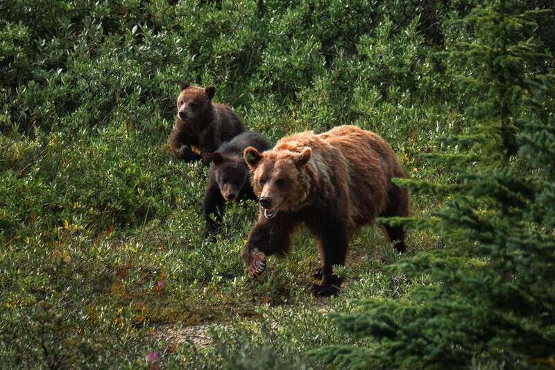 Banff National Park PRIVATE SAFARI and Nature Walk - 3.5H - The Benefits of Expert Guidance