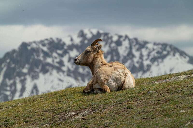 Banff National Park PRIVATE SAFARI and Nature Walk - 3.5H - Photography and Wildlife Opportunities