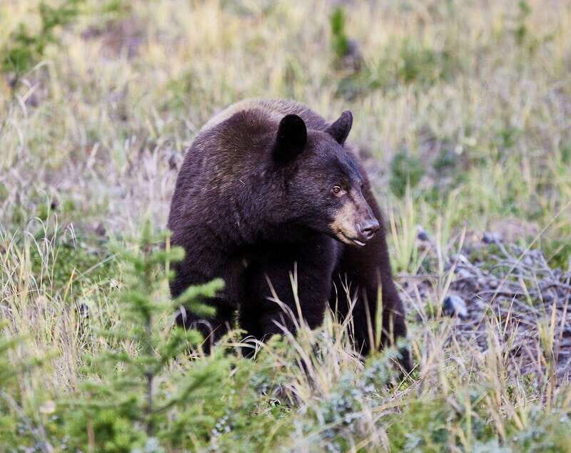 Banff PRIVATE Guided Nature Walk + Transportation - 2.5H - Key Points