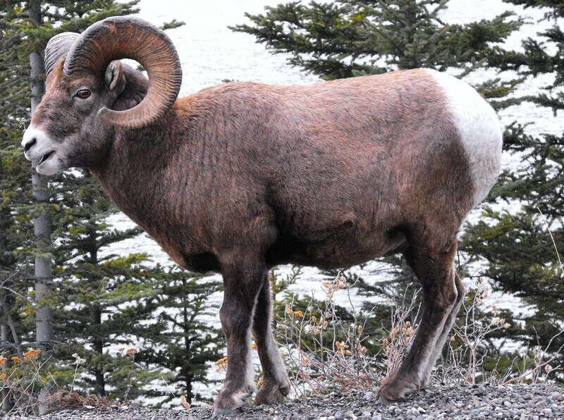 Banff PRIVATE Guided Nature Walk + Transportation - 2.5H - What to Expect from Your Banff Nature Walk