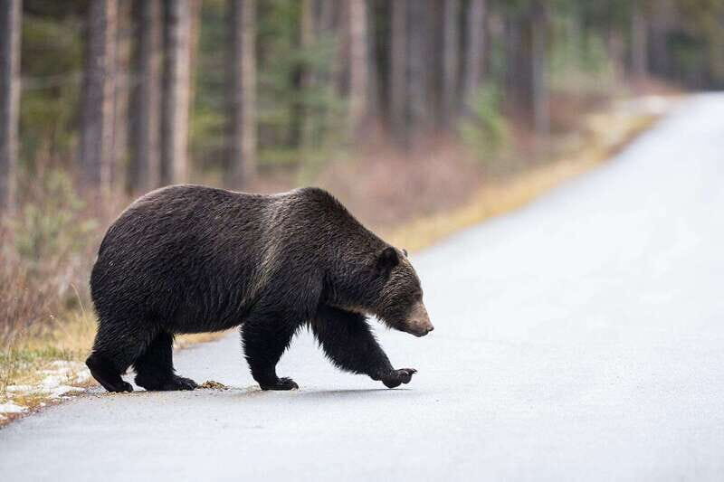 Banff PRIVATE Guided Nature Walk + Transportation - 2.5H - In The Sum Up