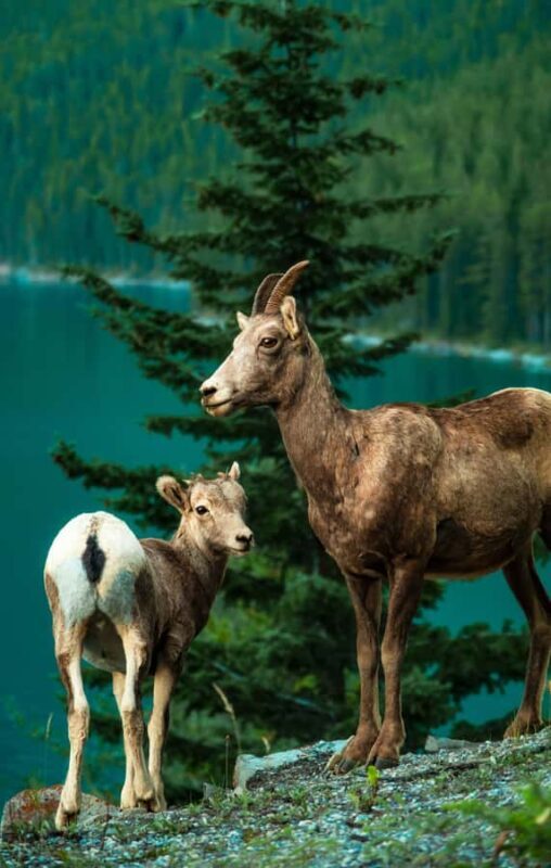 Banff: Private Premium Wildlife Viewing & Sunset Experience - Final Thoughts: Who Should Consider This Tour?