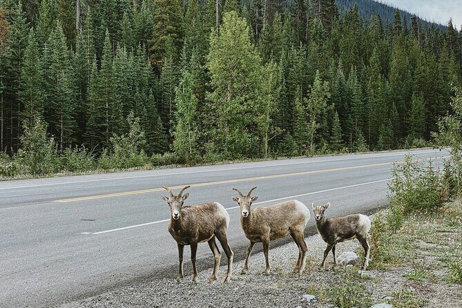 Banff Sightseeing Tour - Key Points