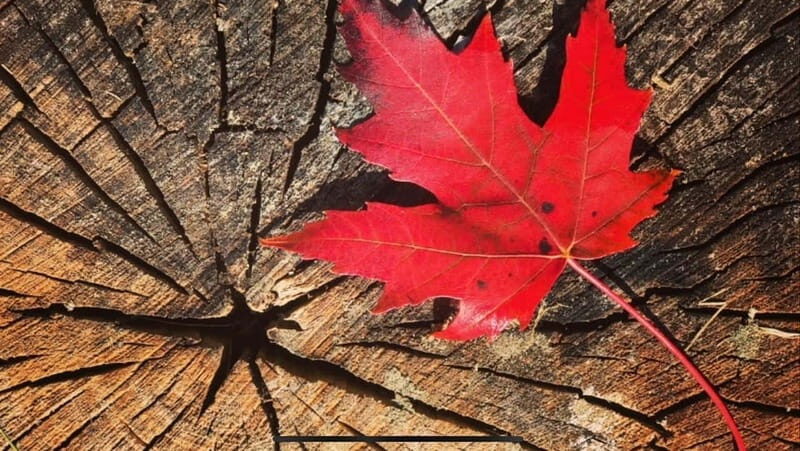 Banff Town: Guided Town Walking Tour with Snack - Why This Tour Works for Travelers