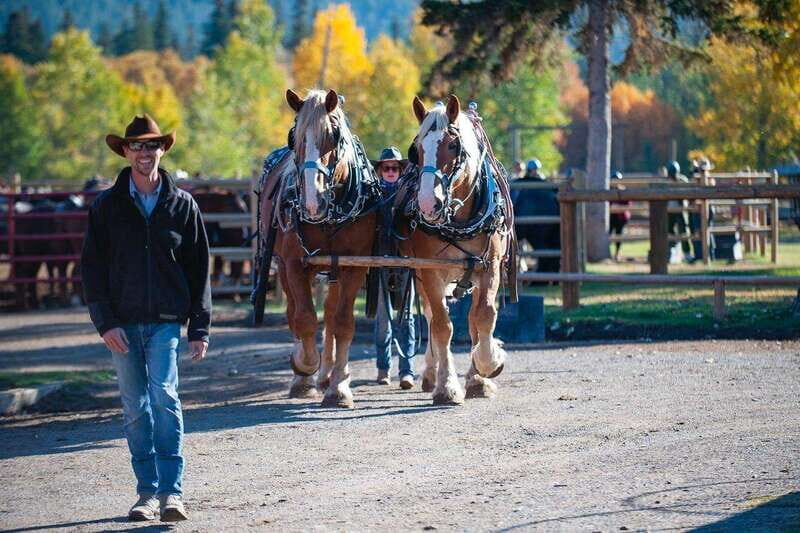 Banff: Wagon Ride with Cowboy Cookout BBQ - An In-Depth Look at the Experience