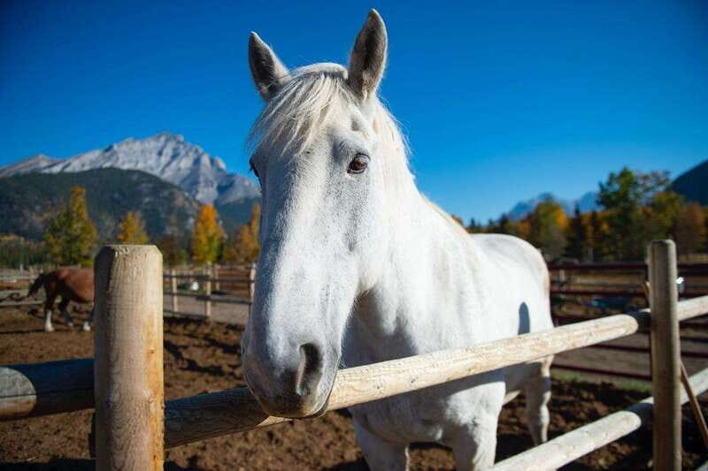 Banff: Wagon Ride with Cowboy Cookout BBQ - Who Should Consider This Experience?