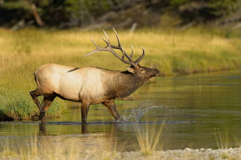 Banff: Wildlife on the Bow | Big Canoe Tour - Who Will Love This Tour?