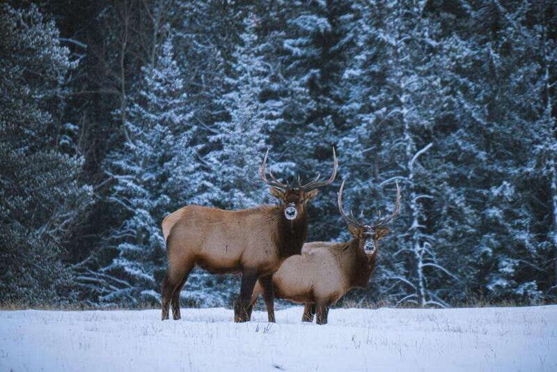 Banff: Winter Wilderness Walk with Wildlife Tracking - 2hrs - Value and Pricing