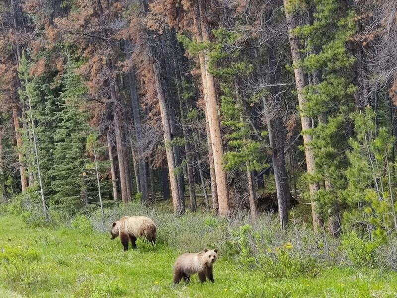 Banff, Yoho, and Jasper 2 Day Private Tour - Key Points