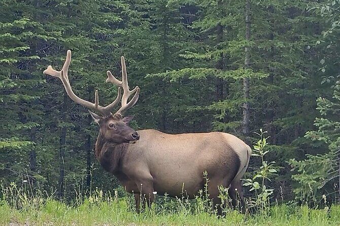 Banff, Yoho, Kootenay and Jasper Private National Parks Tour - The Value and Cost Breakdown