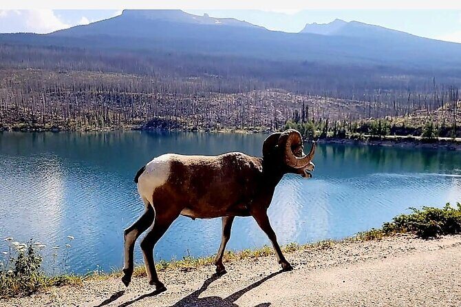 Banff, Yoho, Kootenay and Jasper Private National Parks Tour - FAQ