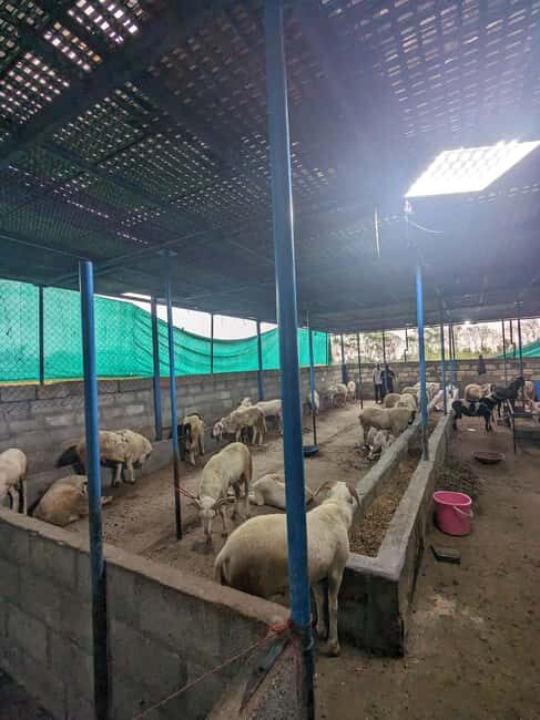 Bangalore: Big Barn Farm Visit with Animal Interactions - Introduction