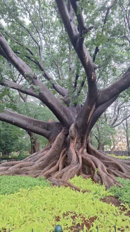 Bangalore: Lalbagh Botanical Garden Walking Tour with Guide - Who Should Book This Tour?