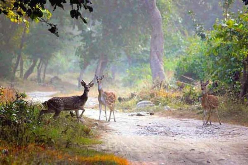 Bangalore to Jim Corbett: 2-Day Safari Adventure via Delhi - Who Should Consider This Tour?