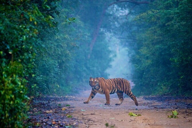 Bangalore to Jim Corbett: 3-Day Double Safari Wildlife Tour - An In-Depth Look at the 3-Day Jim Corbett Safari Tour
