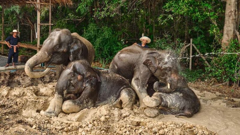 Bangkok: Elephant Sanctuary Guided Tour with Hotel Transfers - Key Points