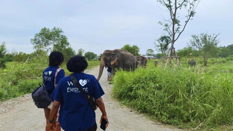Bangkok: Elephant Sanctuary Guided Tour with Hotel Transfers - Transportation and Convenience
