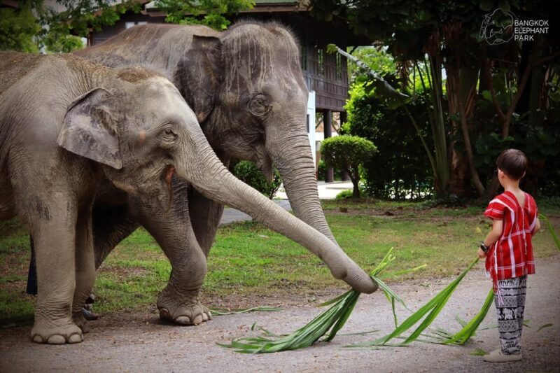 Bangkok: Elephant Sanctuary Guided Tour with Hotel Transfers - Who Should Consider This Tour?