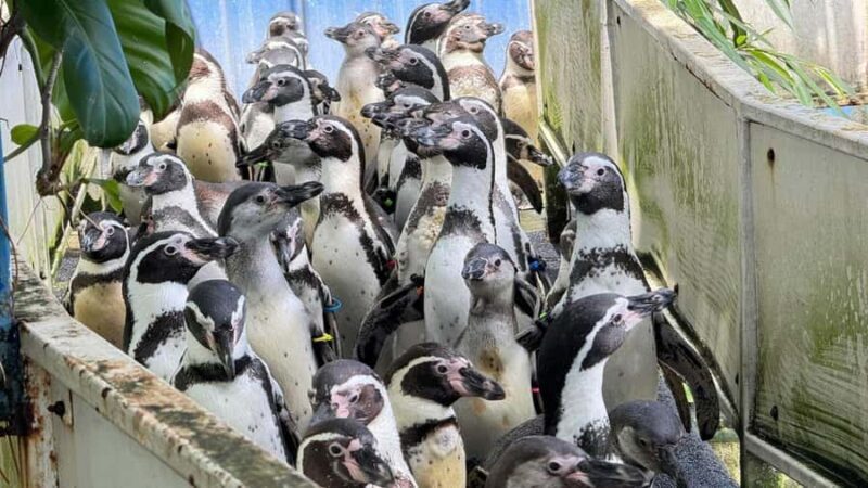 Bangkok: Elephant Sanctuary &Khao Kheow Open Zoo (Moodeng) - An In-Depth Look at the Experience