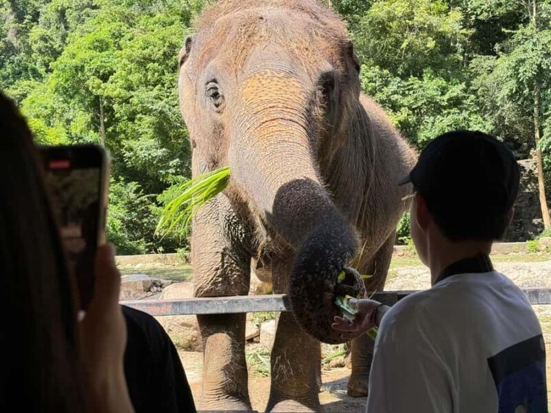 Bangkok: Elephant Sanctuary &Khao Kheow Open Zoo (Moodeng) - FAQ