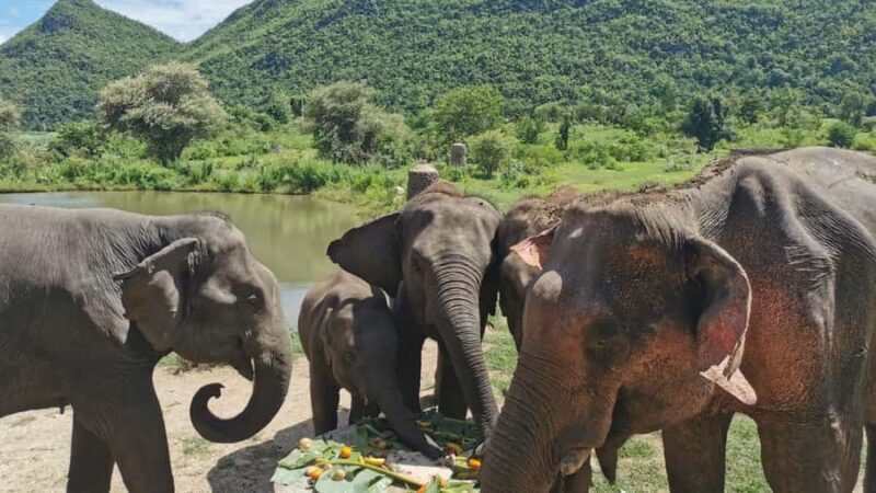 Bangkok: Elephants World & Erawan Waterfall in Kanchanaburi - A Comprehensive Look at the Tour