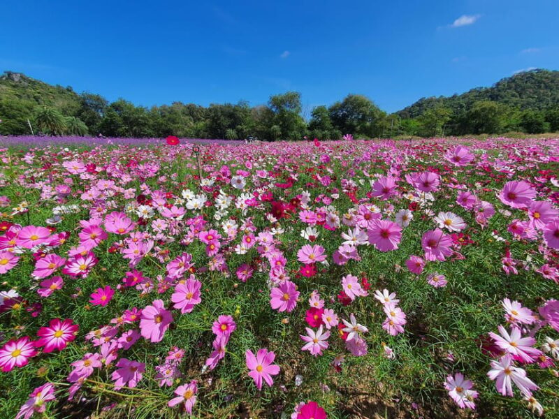 Bangkok: Khao Yai Nature & Wildlife Private Car Charter Tour - Who Will Love This Tour?